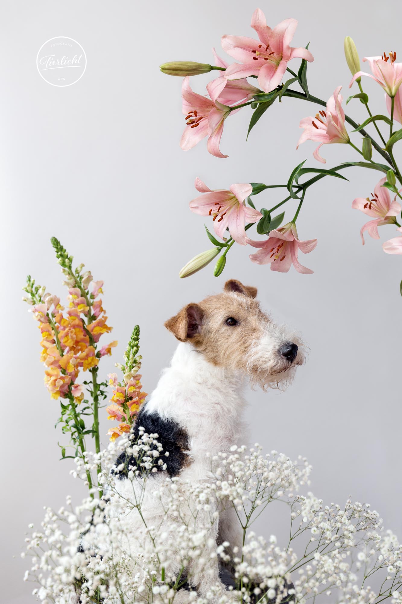Treuer Freund. Hundefotografie - Tierlicht